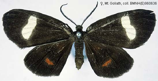 Papua Insects Foundation (Lepidoptera/Geometridae(Ennominae)/Ctimene ...